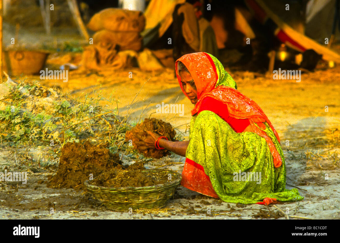 Indian woman collecting cow dung hi-res stock photography and images ...