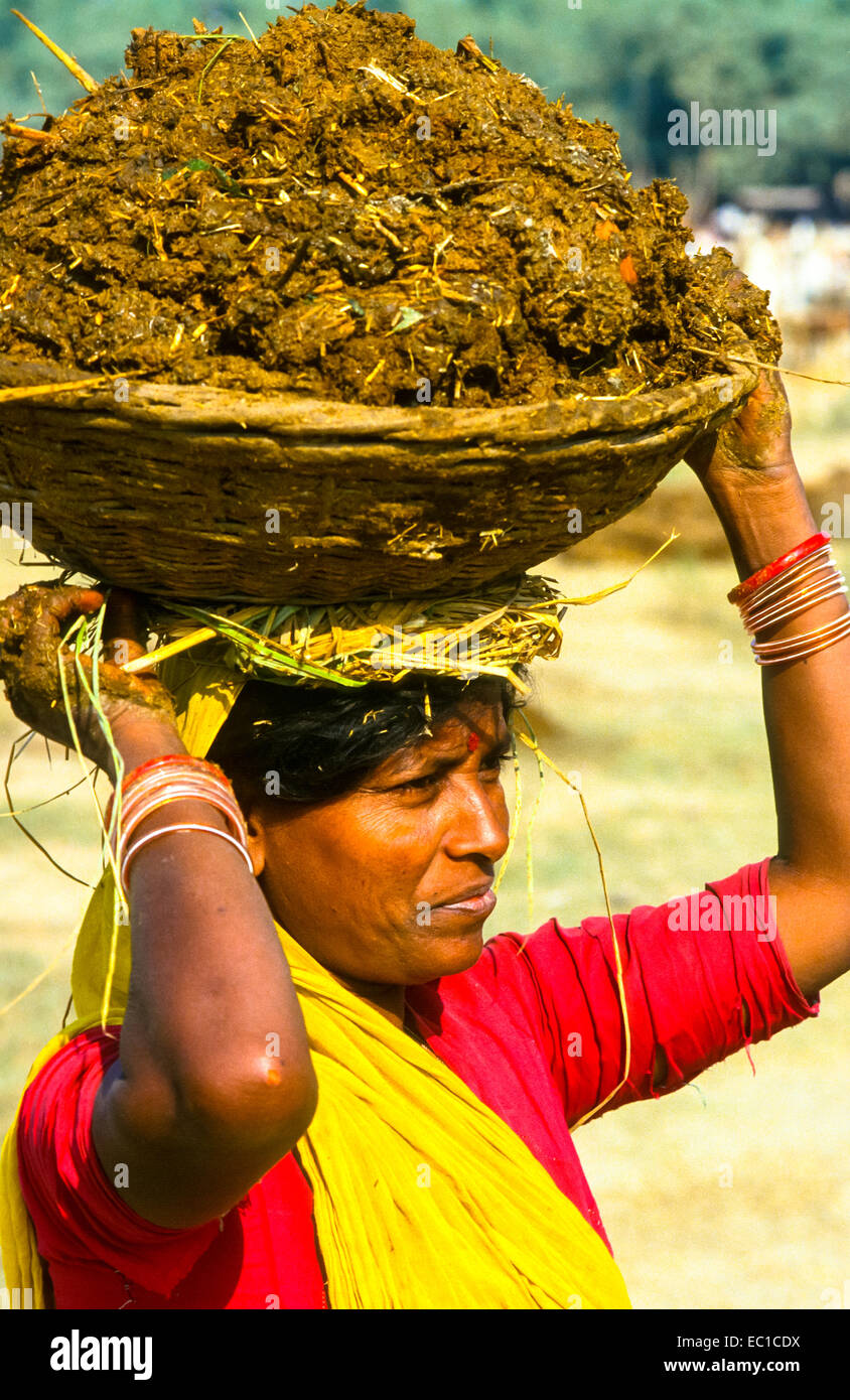 Indian woman collecting cow dung hi-res stock photography and images ...