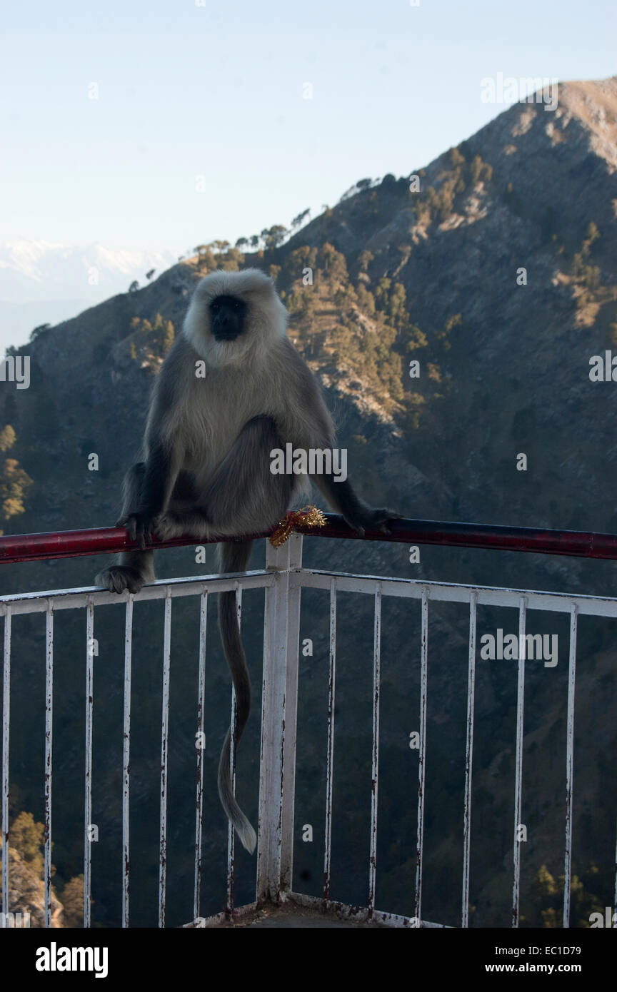 Monkey Sitting On Railing Stock Photo - Alamy