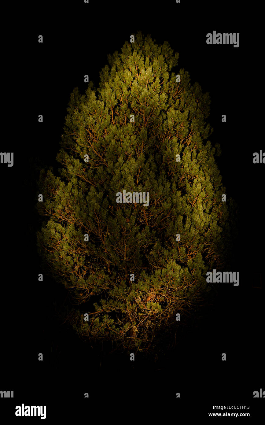 Tree torch hi-res stock photography and images - Alamy