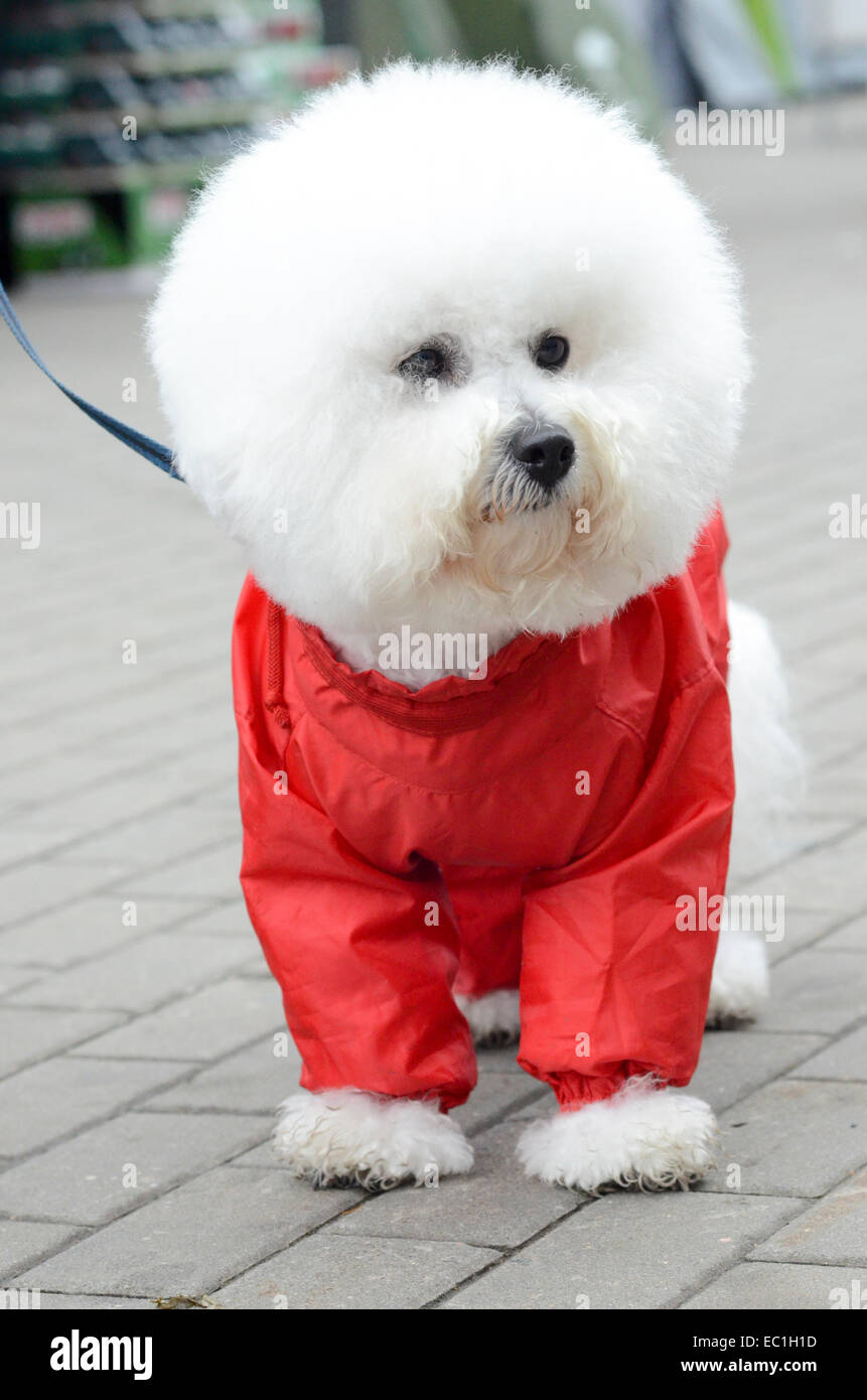 Bichon frise hi-res stock photography and images - Alamy