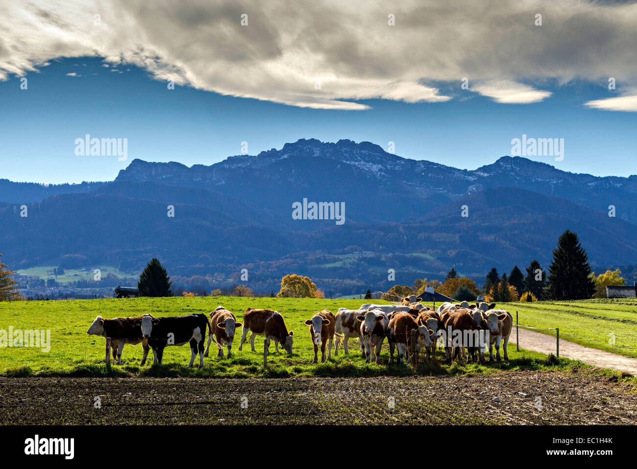 Cows in pasture in front of the Kampenwand Mountain, Upper Bavaria ...