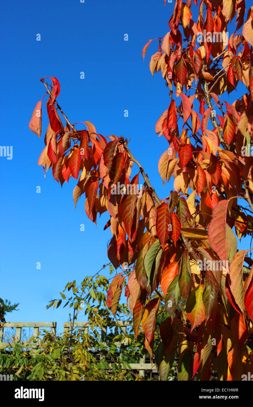 England Dorset Country garden Prunus Tai Haku (Great White Cherry ...