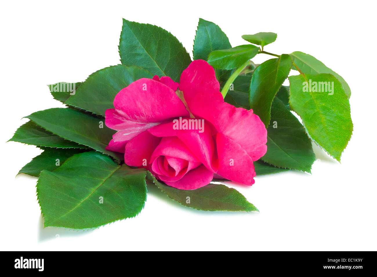 Big beautiful red rose leafs. Presented on a white background Stock ...