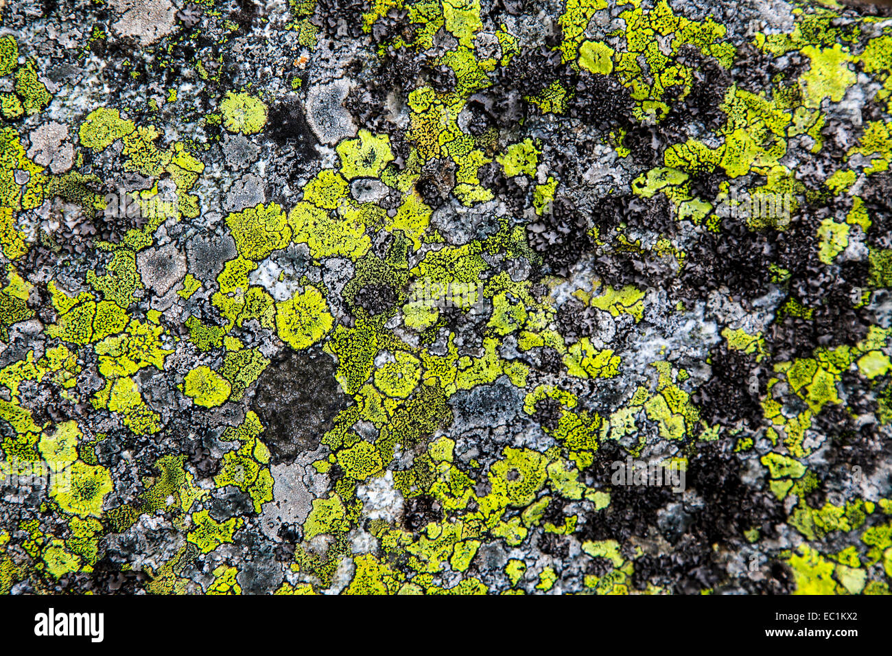 Lichenes hi-res stock photography and images - Alamy