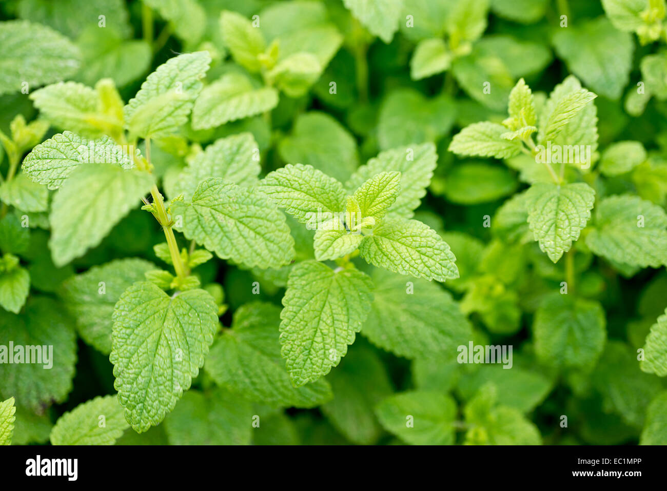 a detail of lemon balm in the garden Stock Photo - Alamy