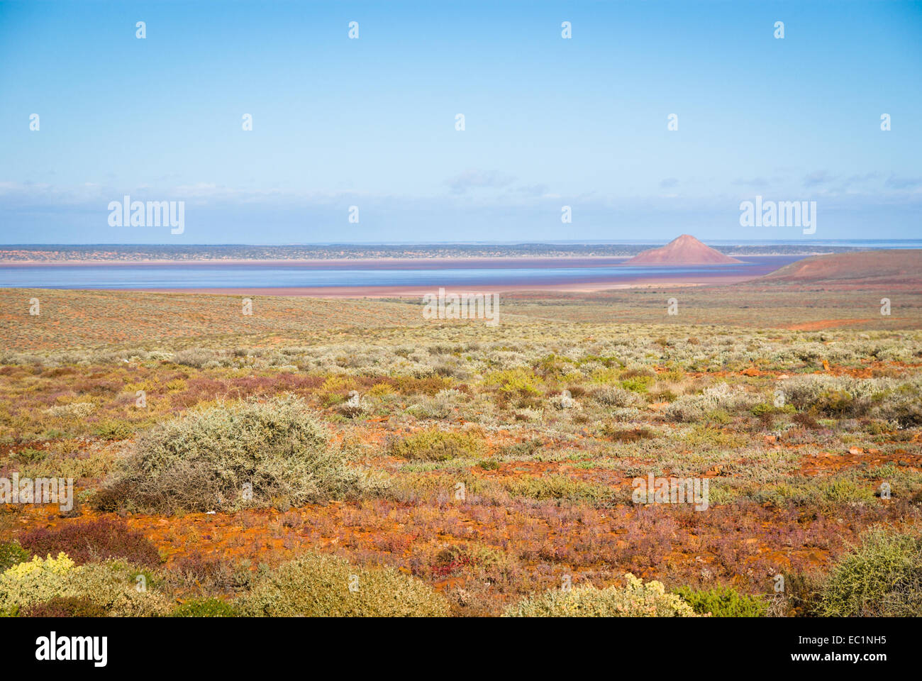 Saltbush australia hi-res stock photography and images - Alamy
