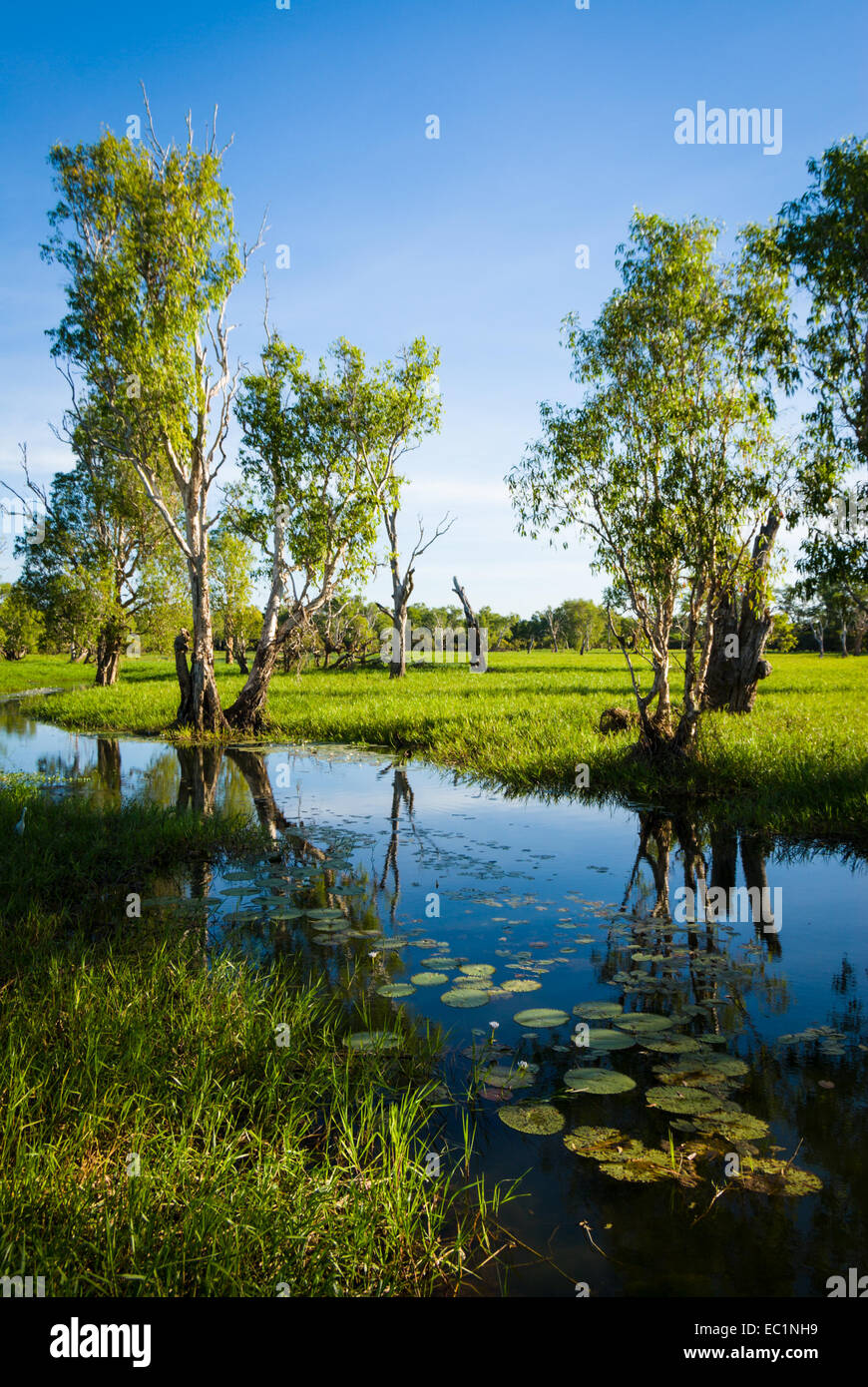 Yellow Water billabong, Kakadu, Australia Stock Photo - Alamy