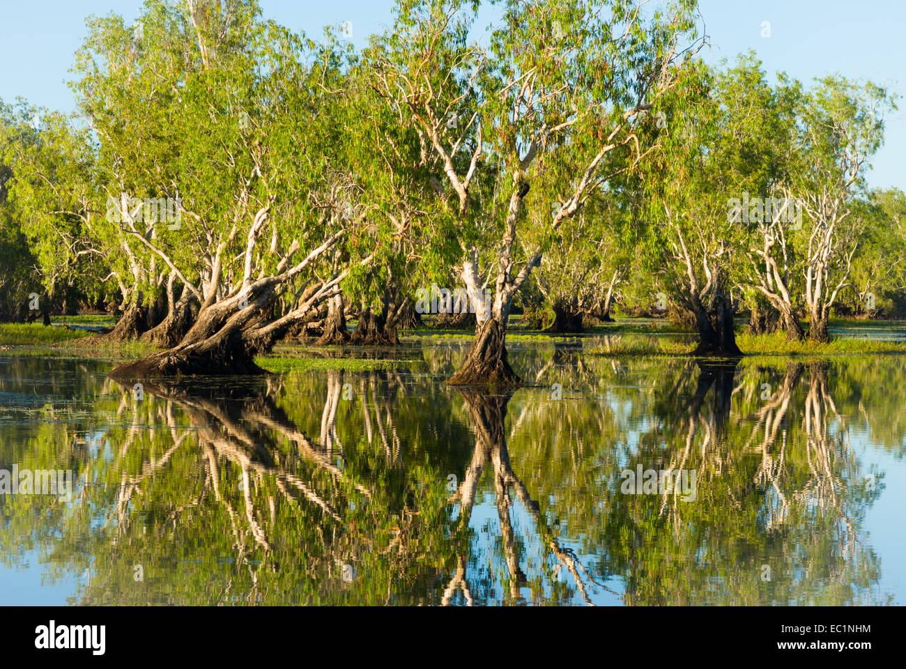 Paperbark swamp in Yellow Water billabong, Kakadu, Australia Stock ...