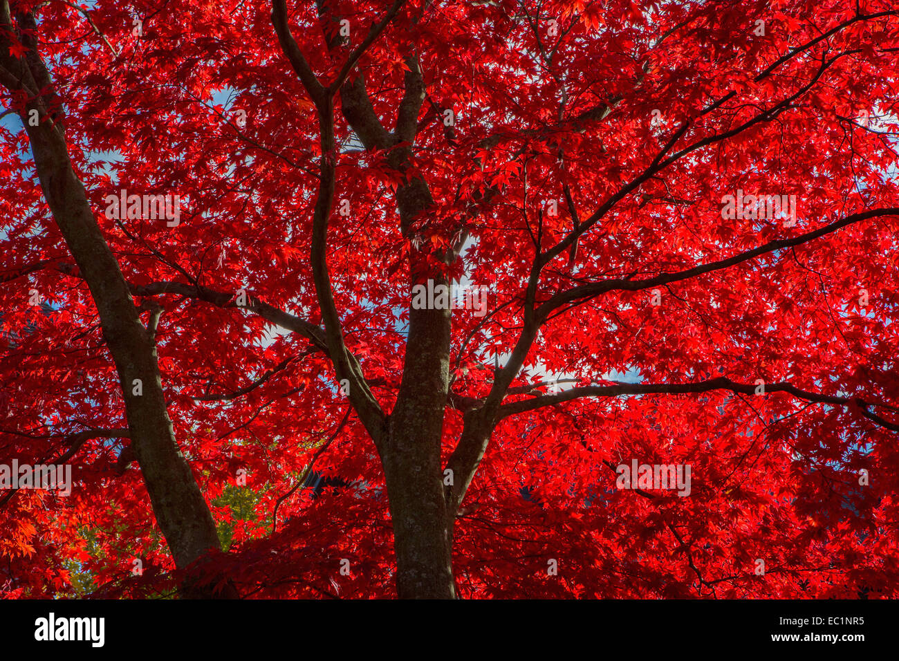 Priti Nyc Red Maple