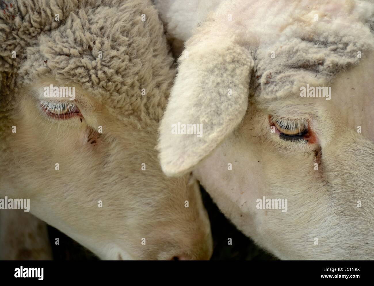 Two sheep heads Stock Photo - Alamy
