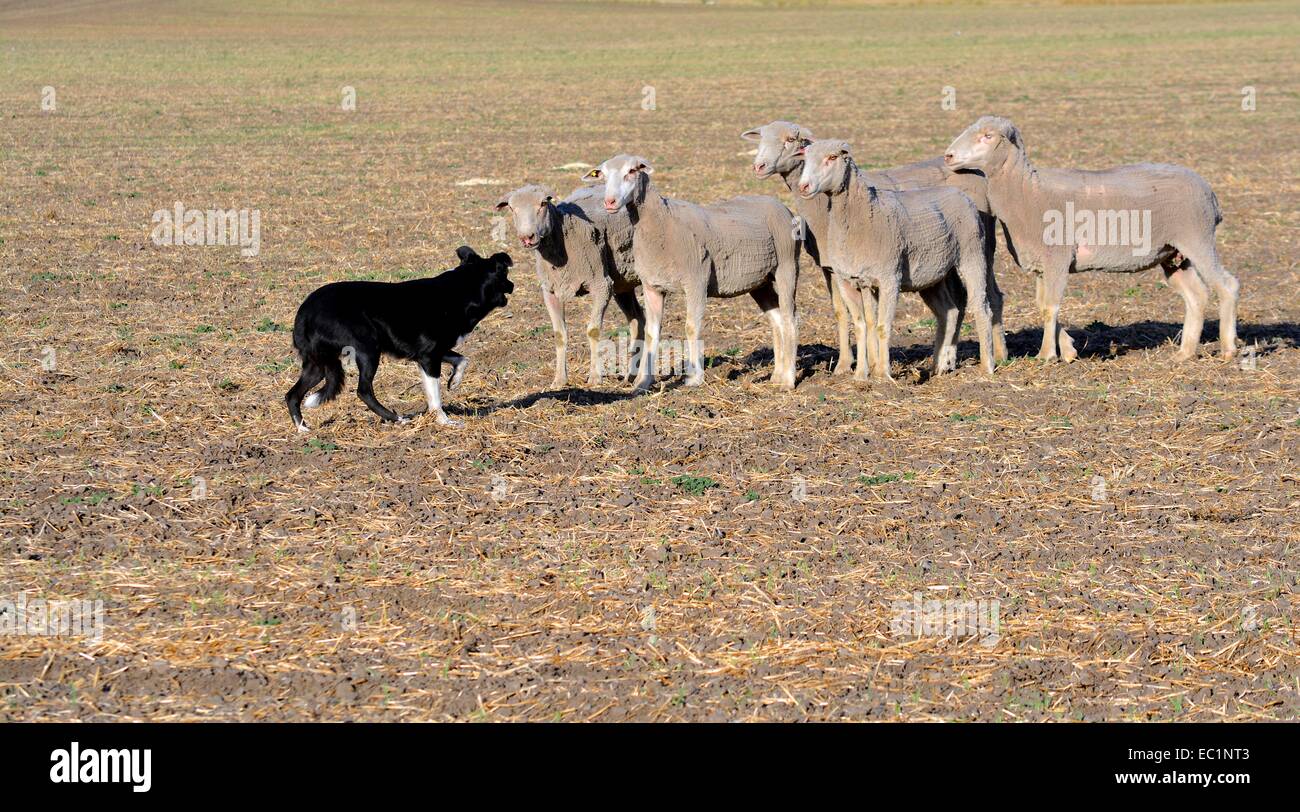 Sheepdog herding sheep hi-res stock photography and images - Alamy
