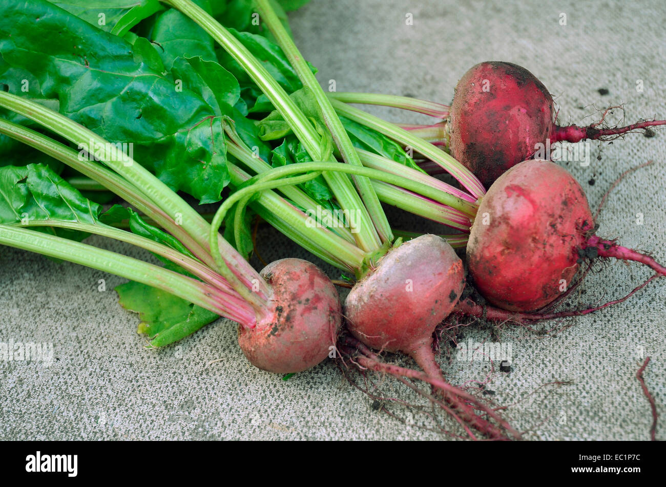 Beetroot chioggia hi-res stock photography and images - Alamy