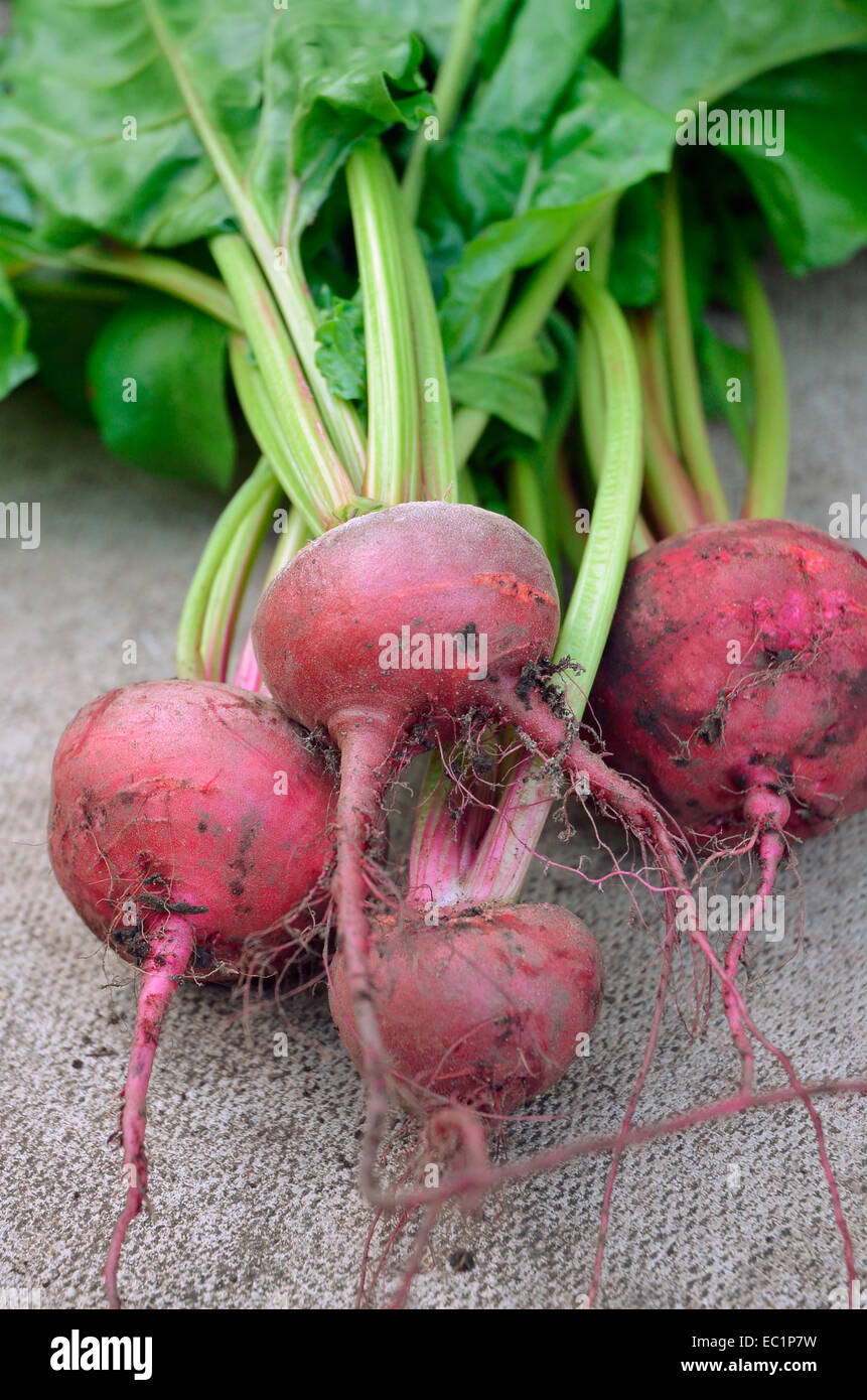 Root crop hi-res stock photography and images - Alamy