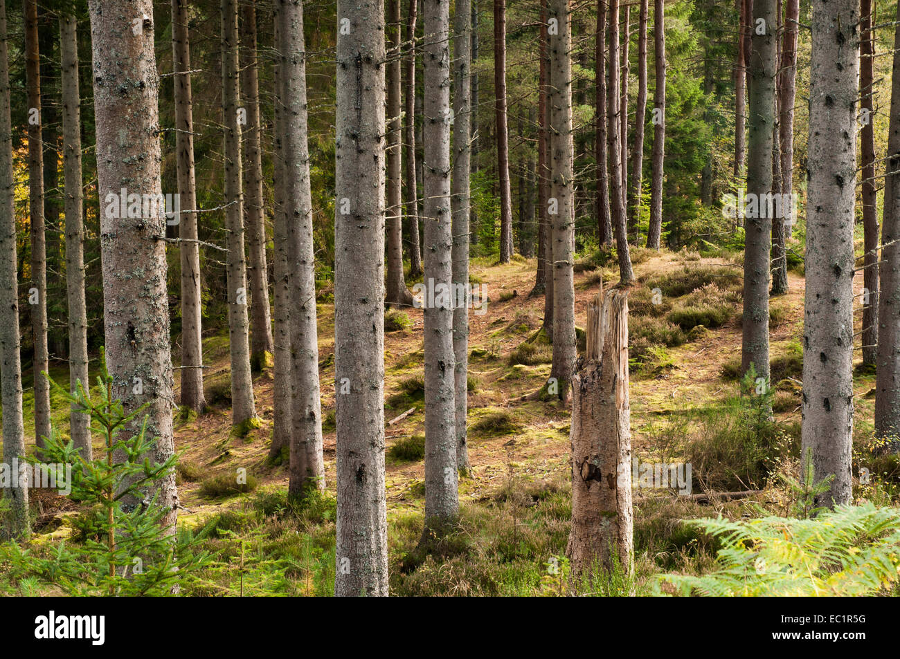 With pine trees foreground hi-res stock photography and images - Alamy