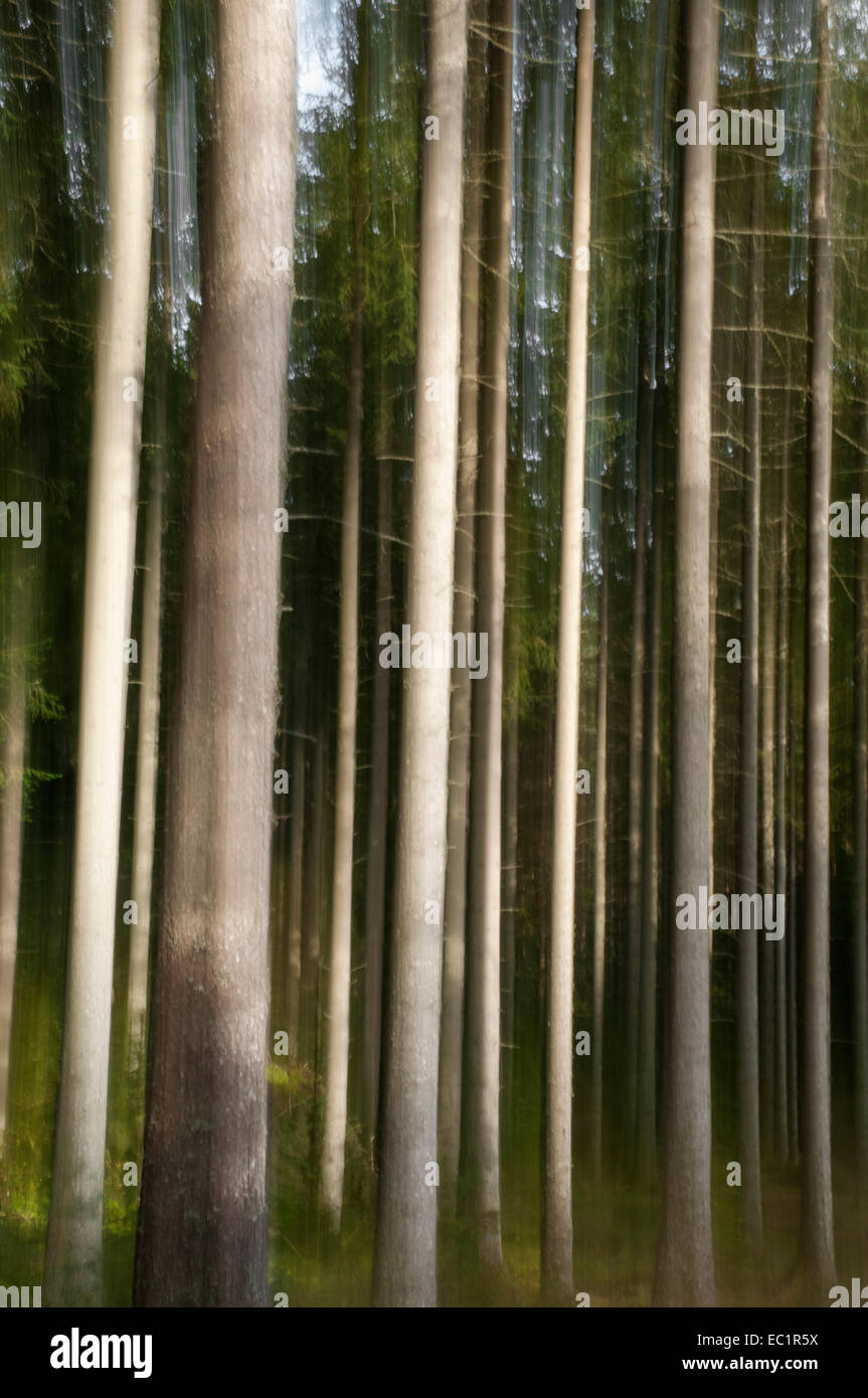 Pine trees in a forest with sunlight catching the tree trunks, (image ...