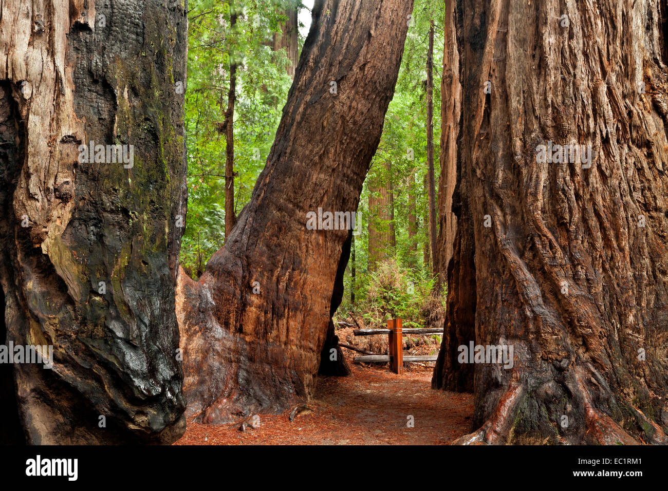 CA02444-00...CALIFORNIA - Redwood trees along the Redwood Grove Loop ...