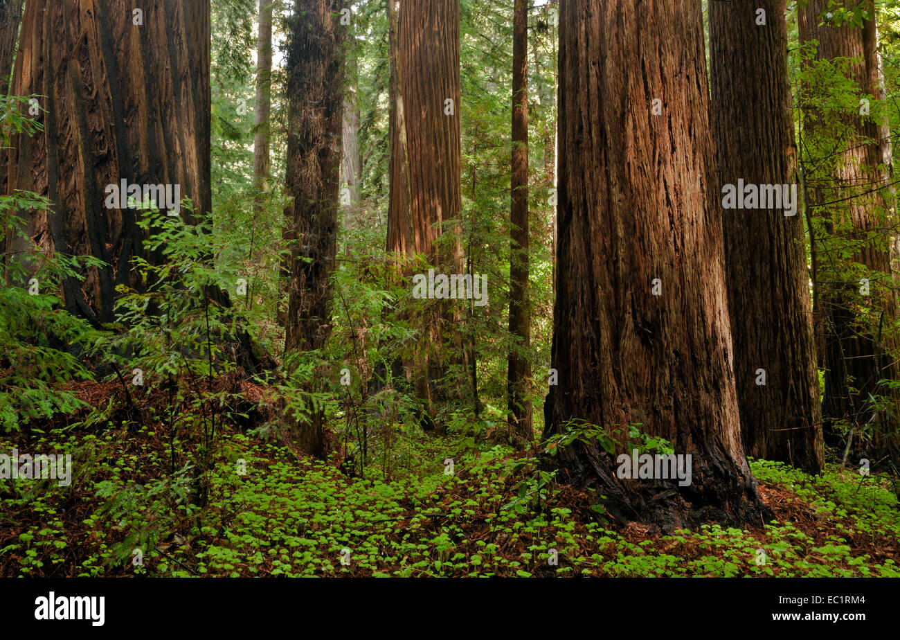 Henry cowell redwoods state park hi-res stock photography and images ...