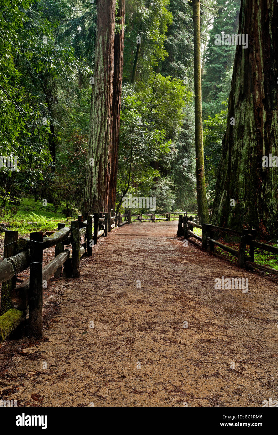 Redwood loop hi-res stock photography and images - Alamy