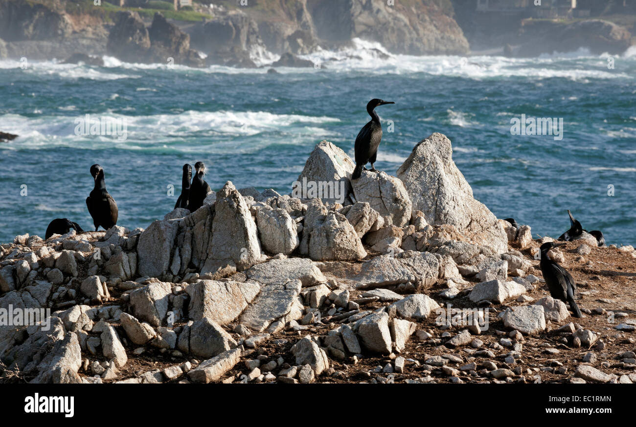 CA02466-00...CALIFORNIA - Birds on Bird Island in Point Lobos State ...