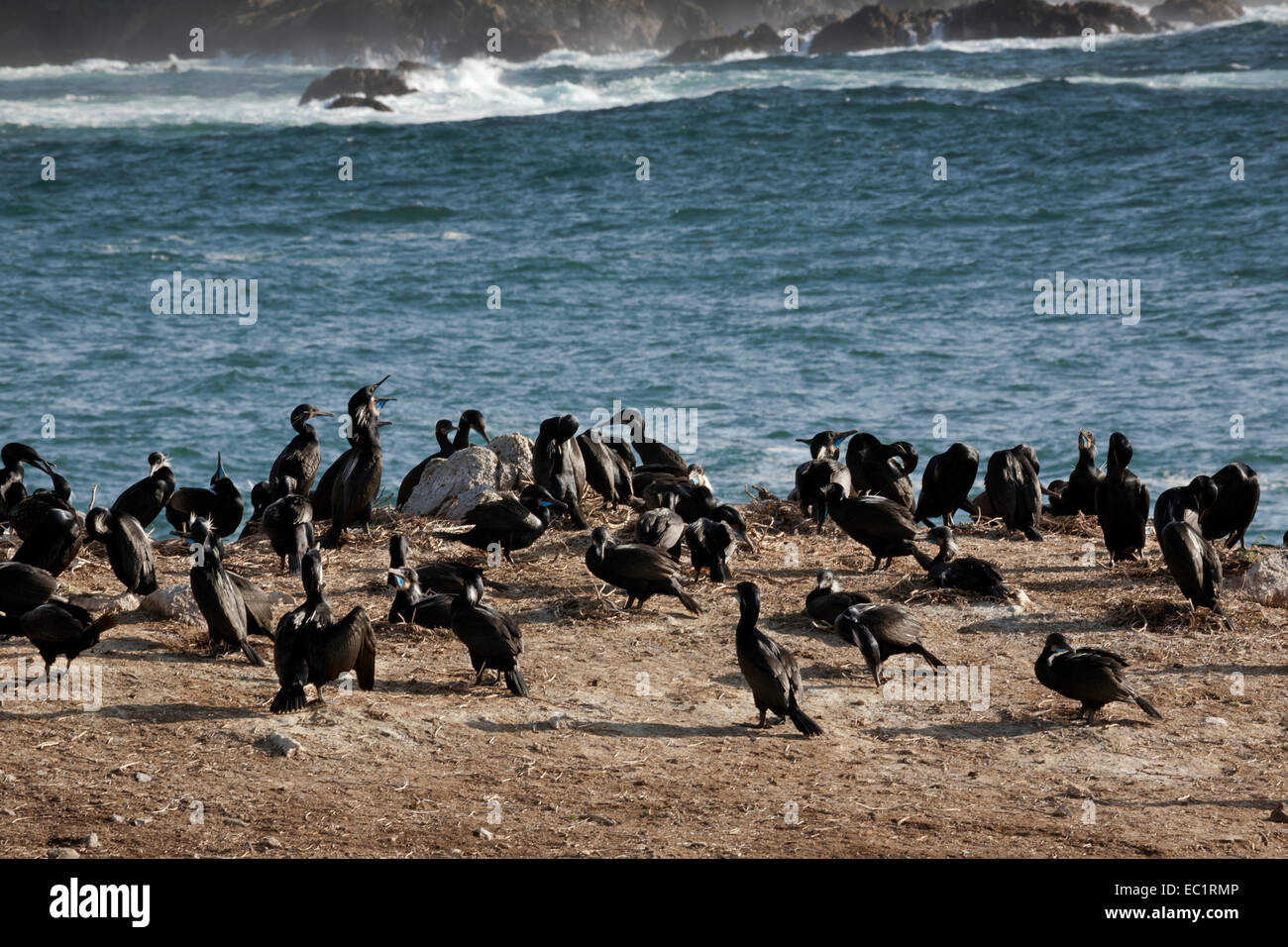CA02467-00...CALIFORNIA - Brandt's Cormorant showing blue at the throat ...