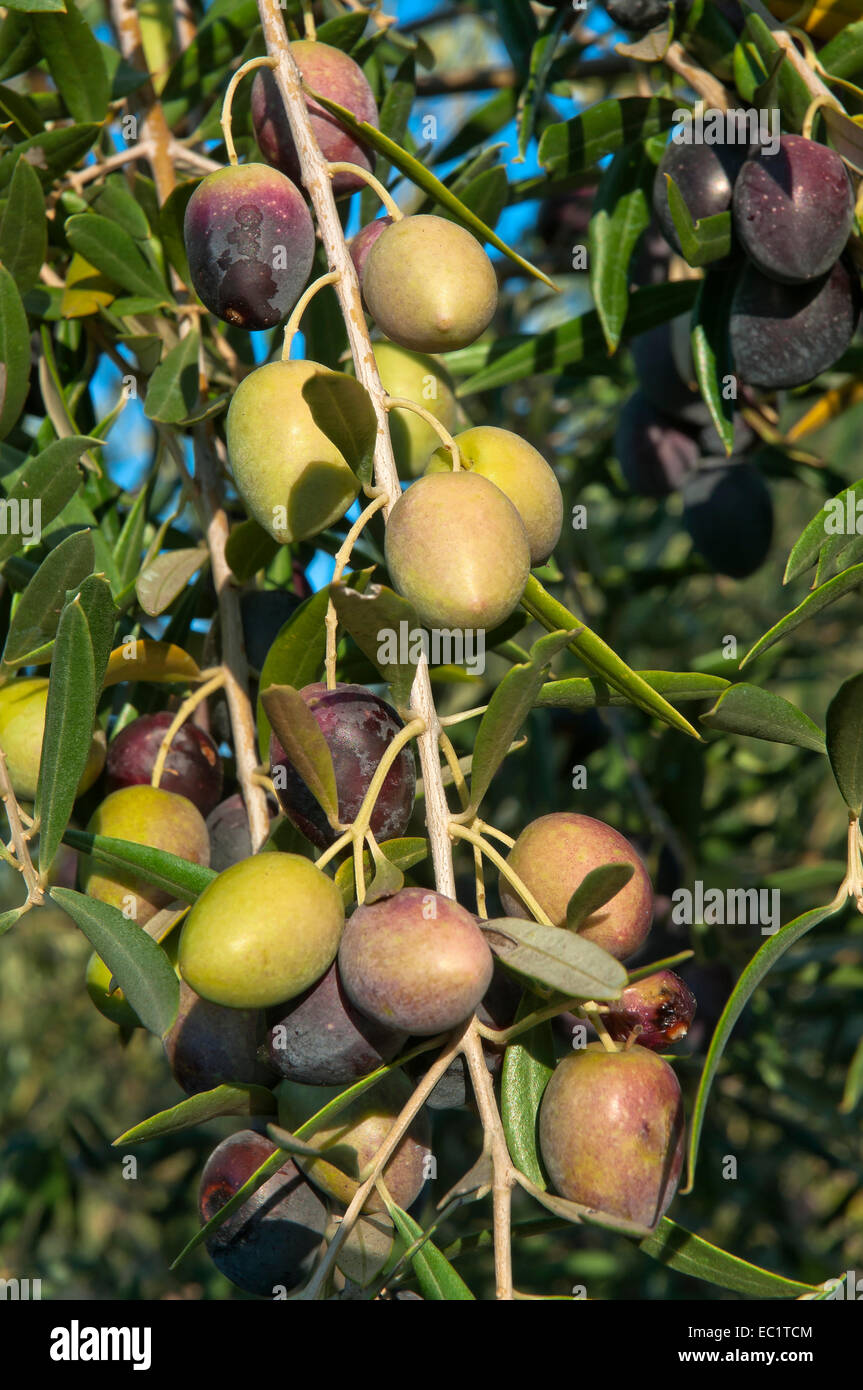 Olives fruit tree hi-res stock photography and images - Alamy