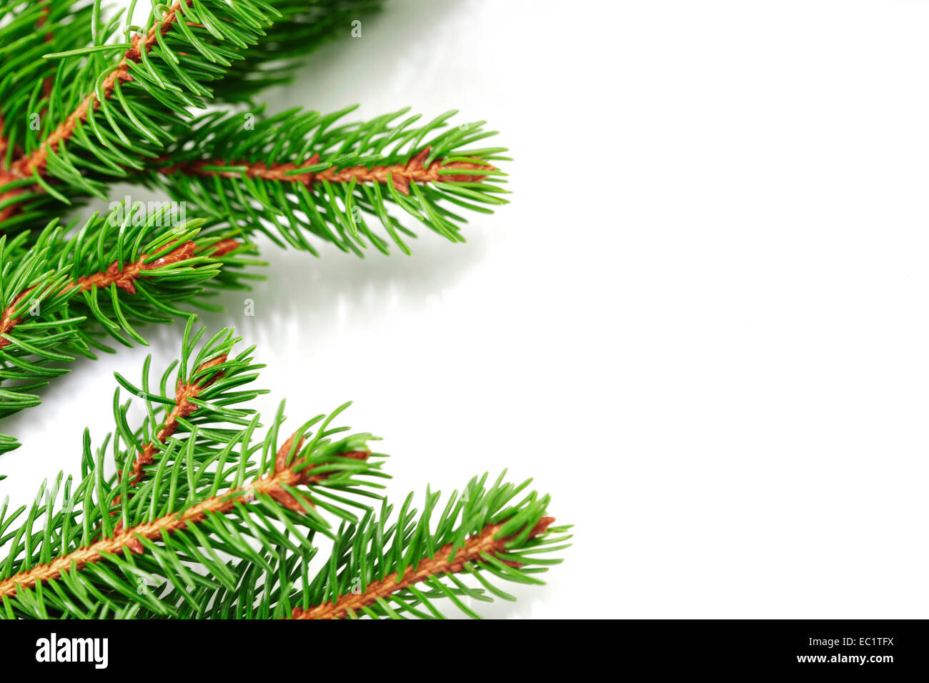 Christmas tree branch isolated on white background Stock Photo - Alamy
