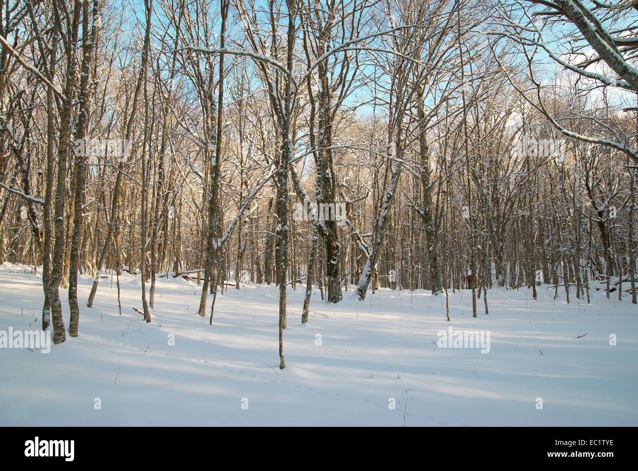 Winter icy forest Stock Photo - Alamy
