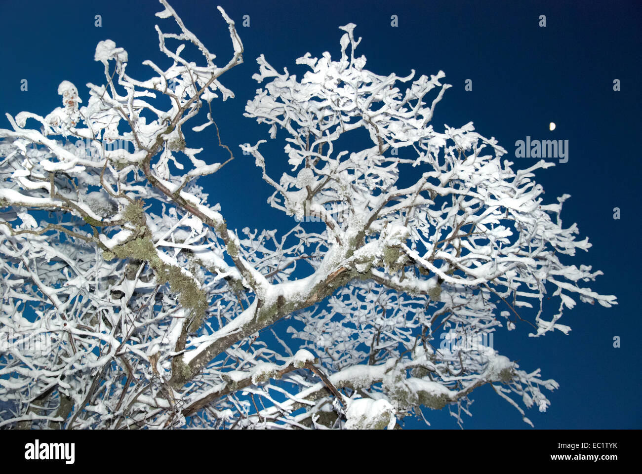 Winter icy forest in the night Stock Photo - Alamy