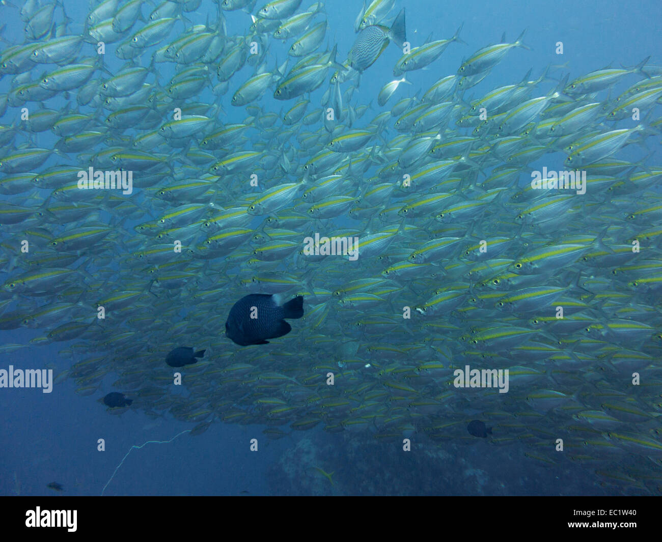 Yellow stripe trevally fish hi-res stock photography and images - Alamy