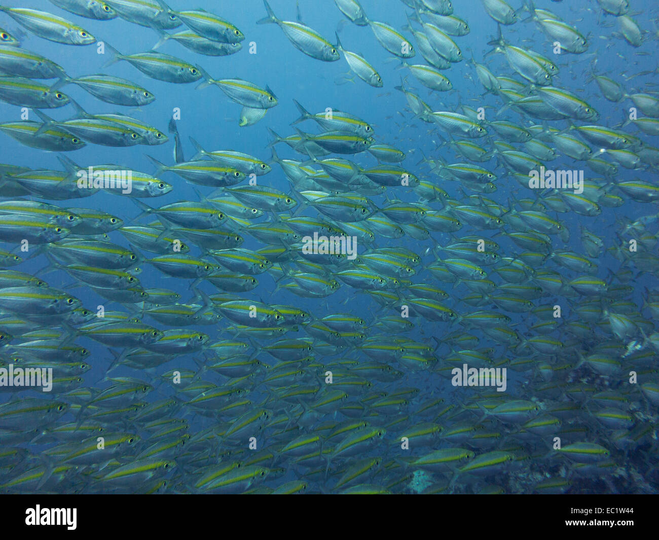 Yellow Stripe Trevally Fish, Koh Tao, Thailand Stock Photo - Alamy