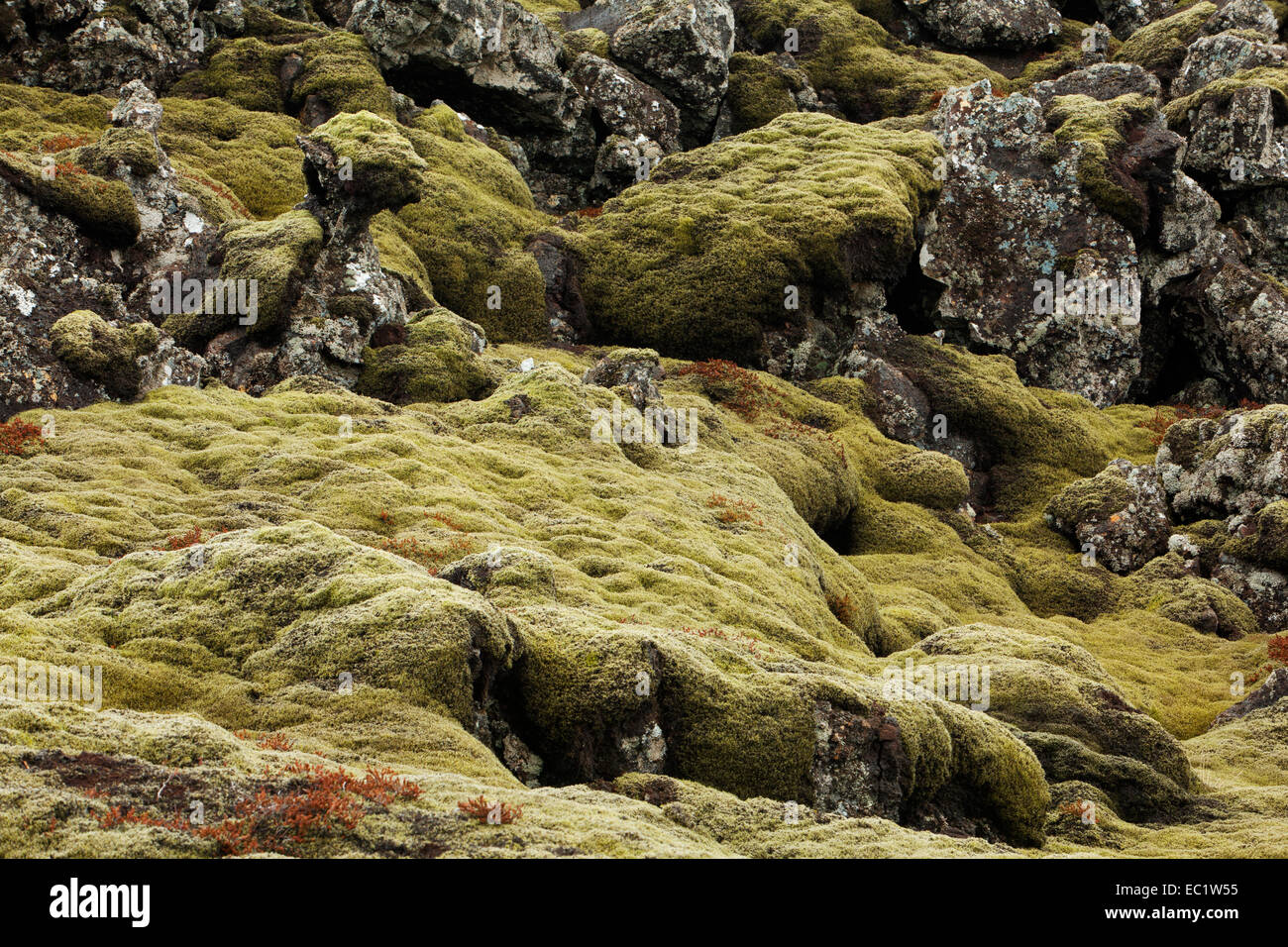 Moss-covered lava fields, Blue Lagoon, Grindavik, Reykjanes, Iceland ...