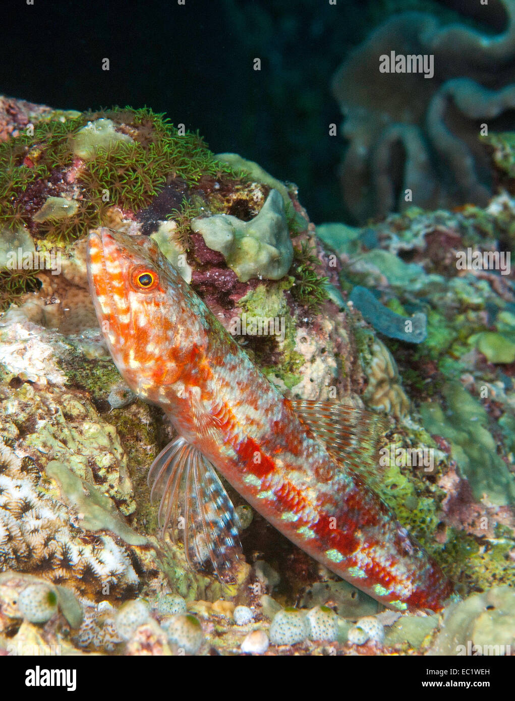 Synodus hi-res stock photography and images - Alamy