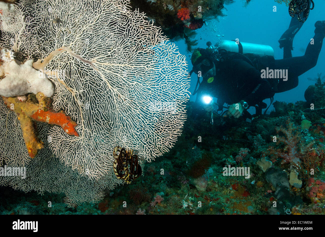 Diver by a Sea Fan in Indonesia Stock Photo - Alamy