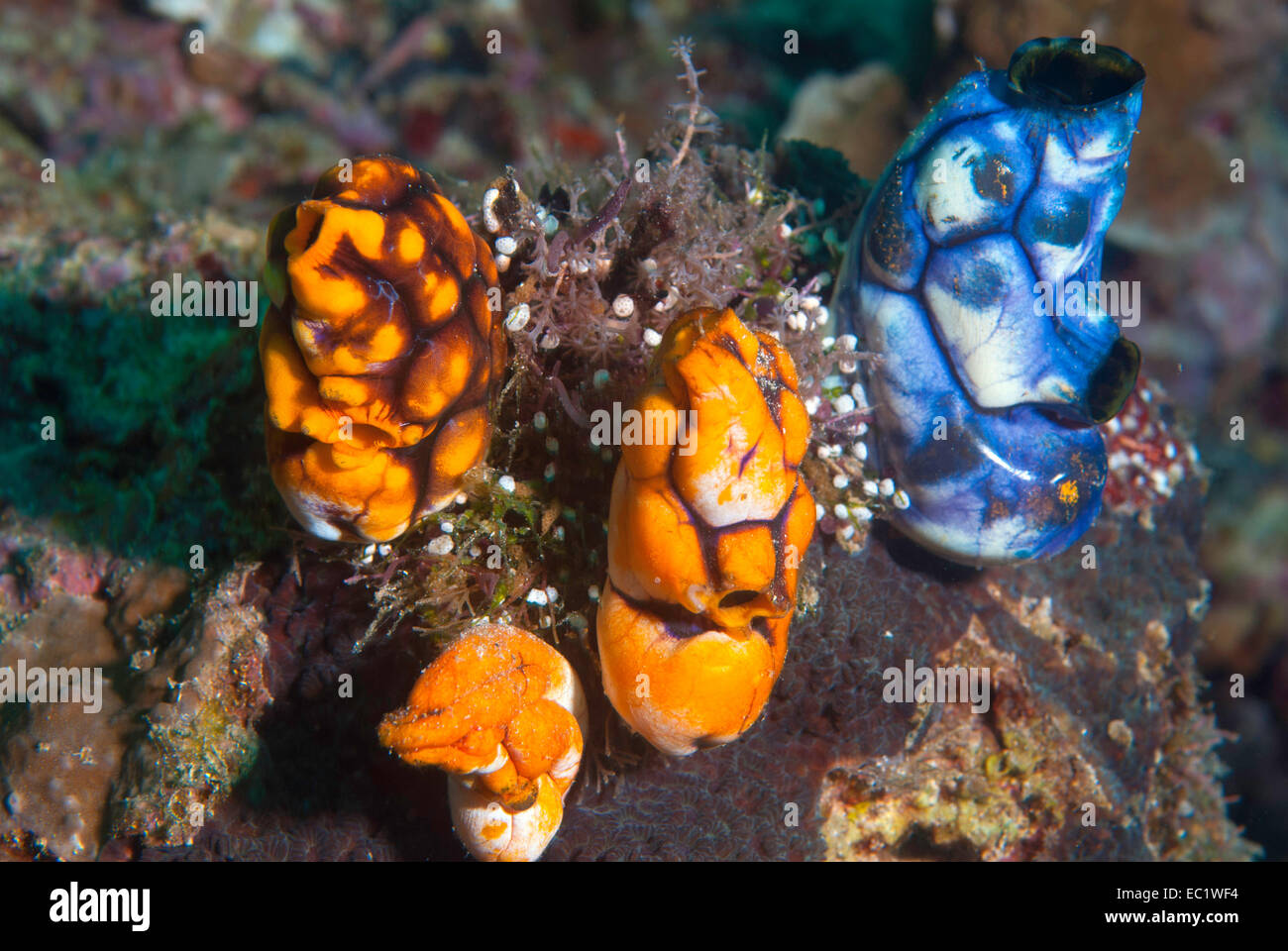 Ascidians at Nusa Laut Stock Photo - Alamy