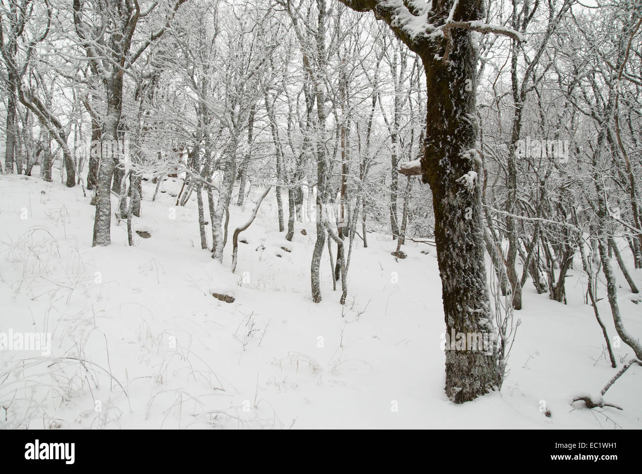 Winter landscape with icy trees Stock Photo - Alamy
