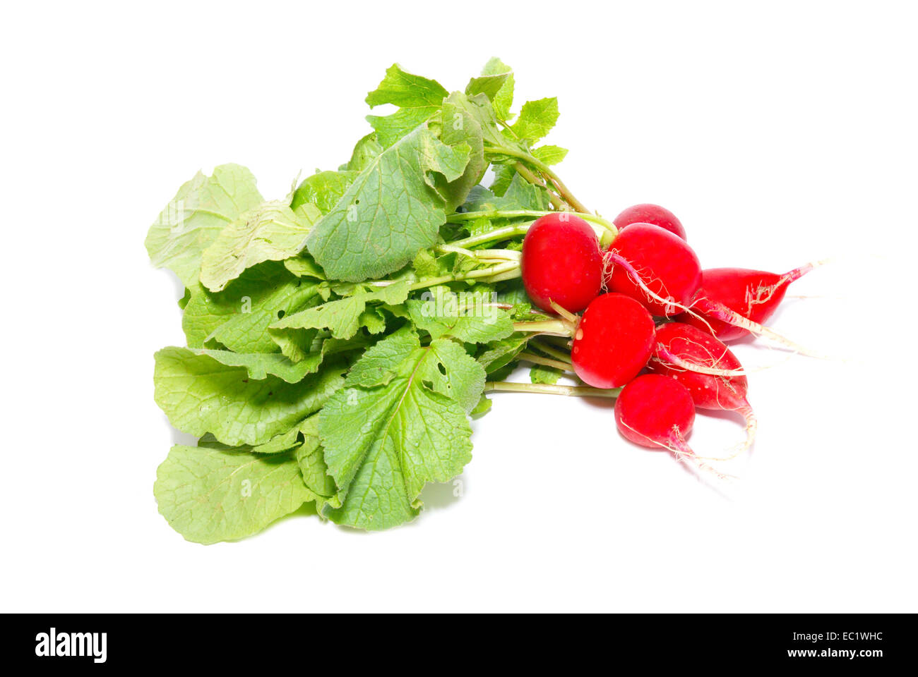 Red radish leaves on Cut Out Stock Images & Pictures - Alamy