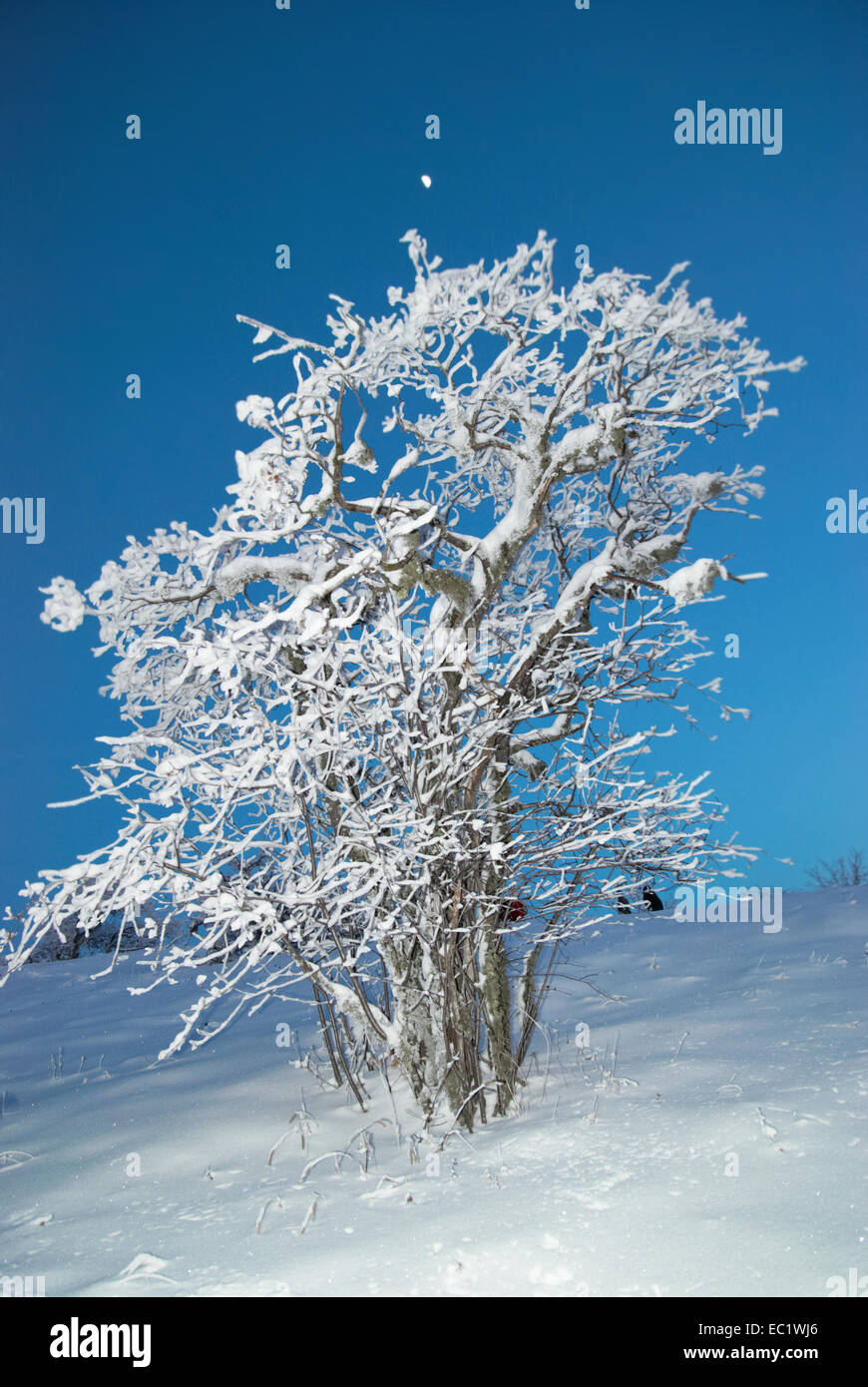 Winter icy forest Stock Photo - Alamy