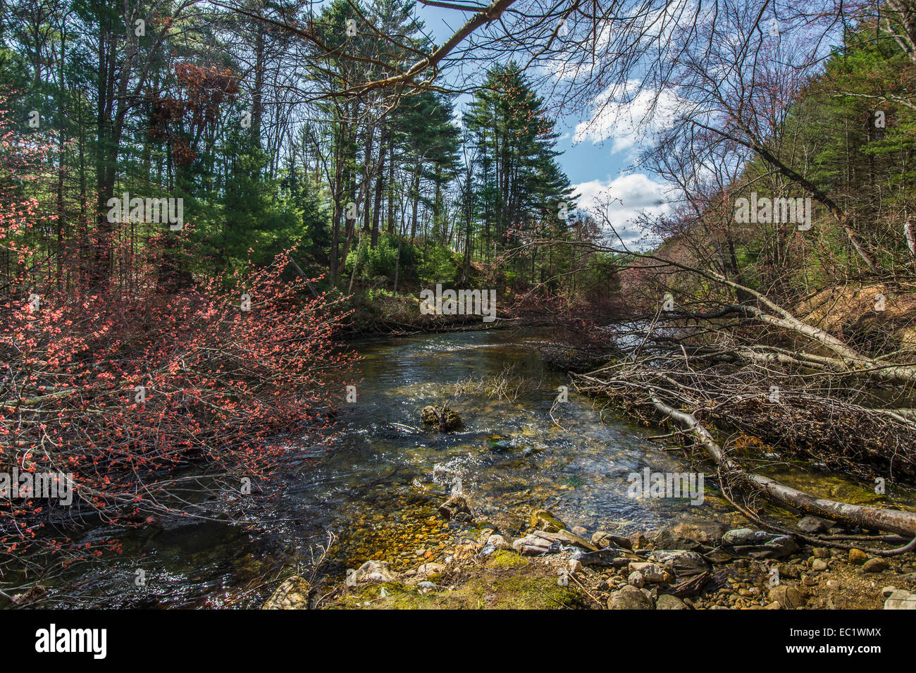 The Swift River flowing south and out of the Quabbin Reservoir Stock ...