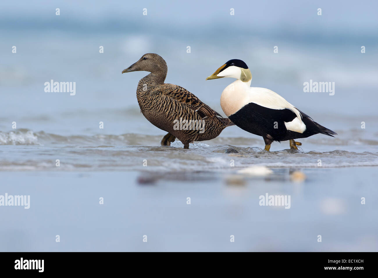 Common Eider (Somateria mollissima), female, drake, couple, Wadden Sea ...