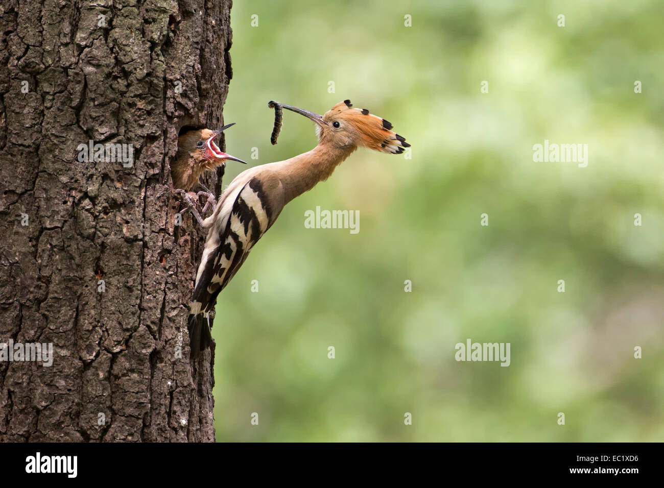 Hoopoe nest on ground hi-res stock photography and images - Alamy