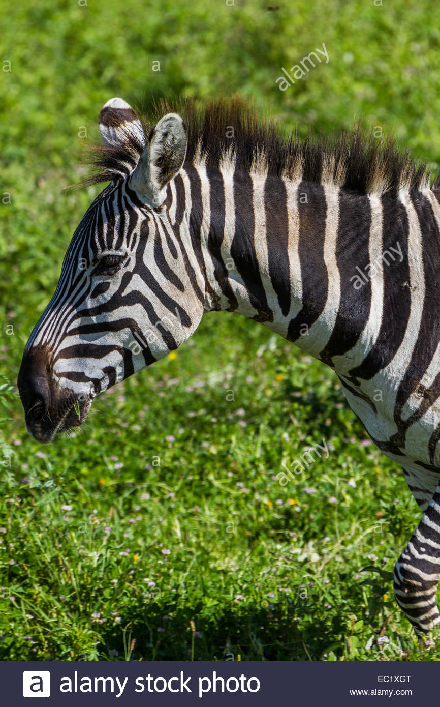 Zebra Profile High Resolution Stock Photography and Images - Alamy