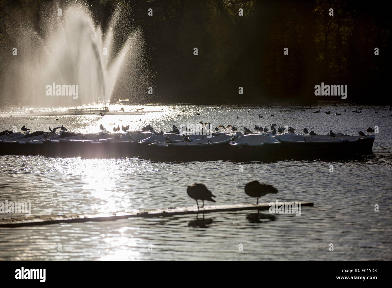 Fountain in the lake, Victoria Park, Hackney, E9, London, United ...