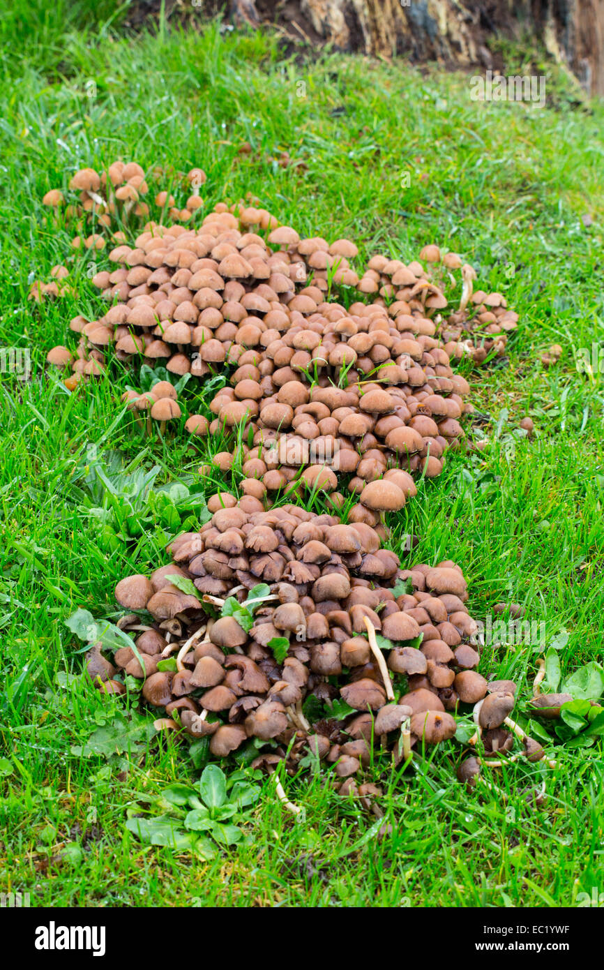 Toadstalls growing closely together in the grounds of Launceston Castle ...