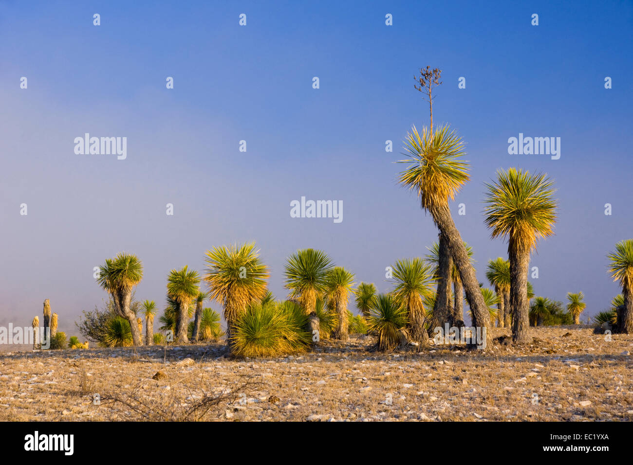 Bioconvex Denticulate Leaf-Yucca (Yucca queretaroensis) near Los ...