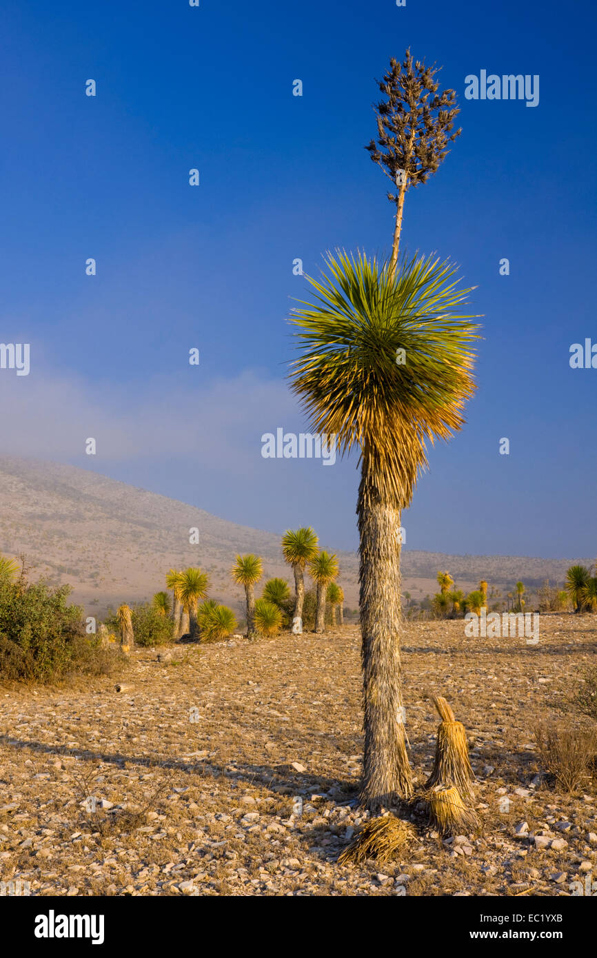 Yucca queretaroensis hi-res stock photography and images - Alamy