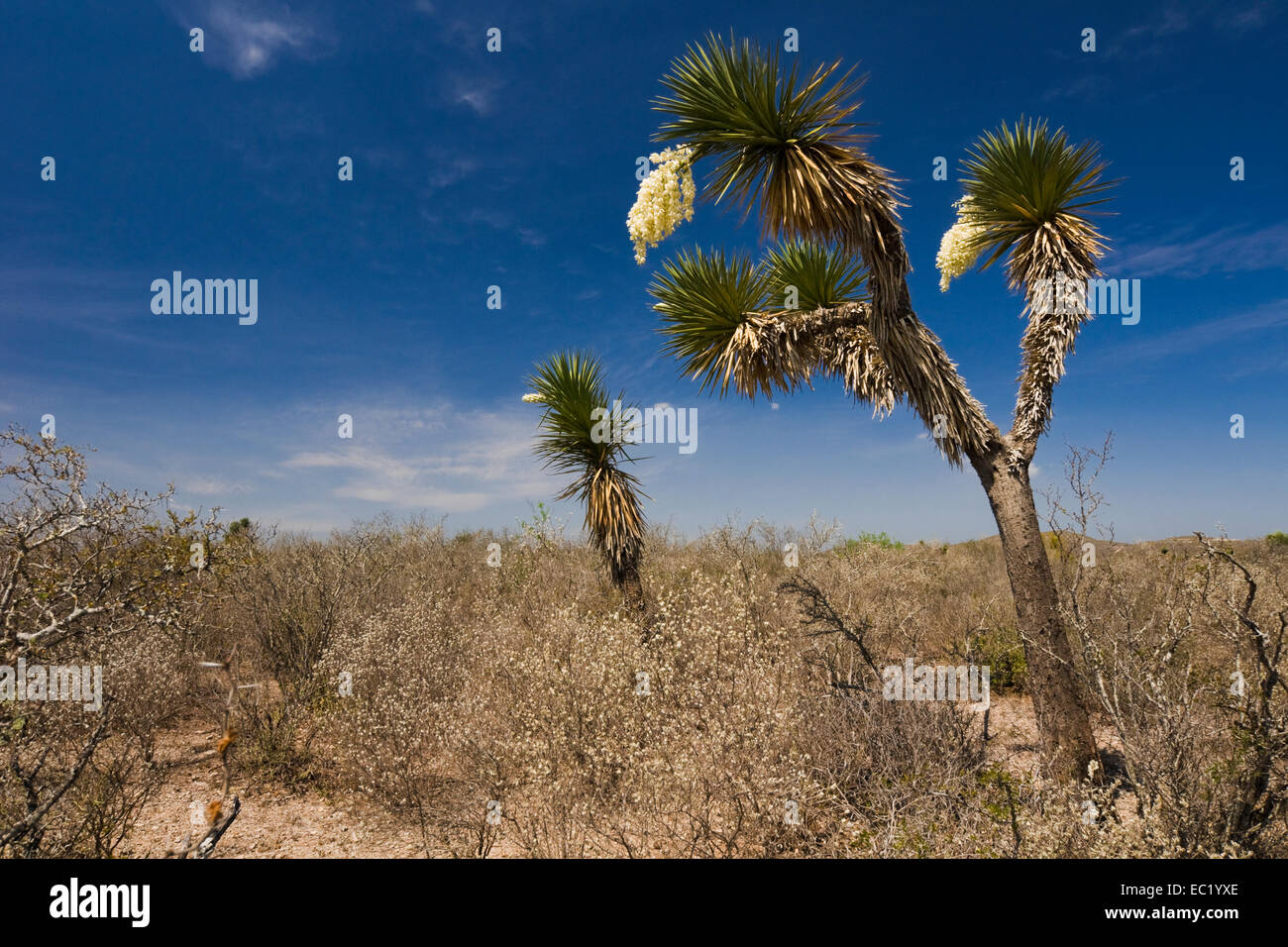 Yucca flowering hi-res stock photography and images - Alamy