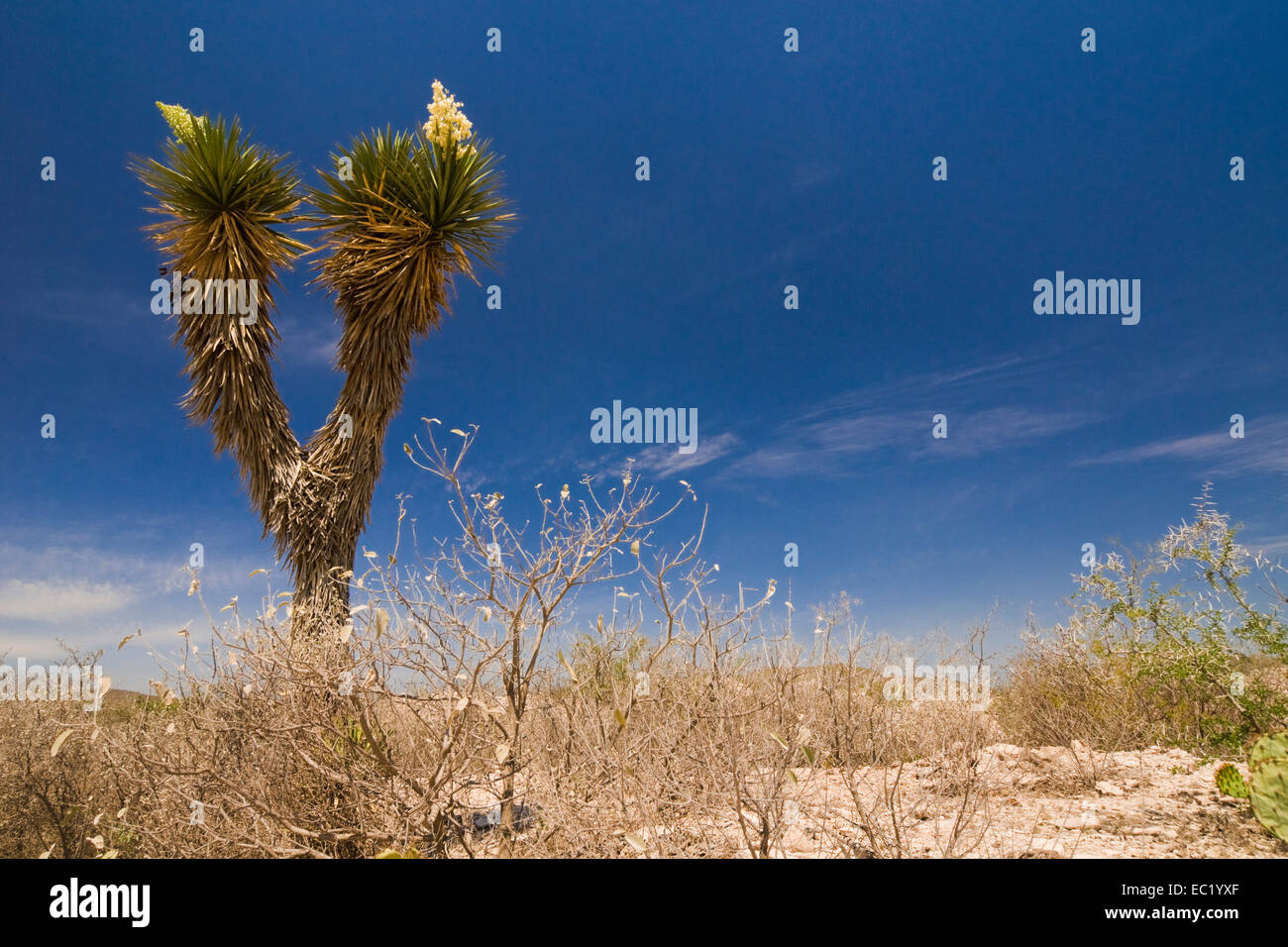 Denticulate leaf yucca hi-res stock photography and images - Alamy
