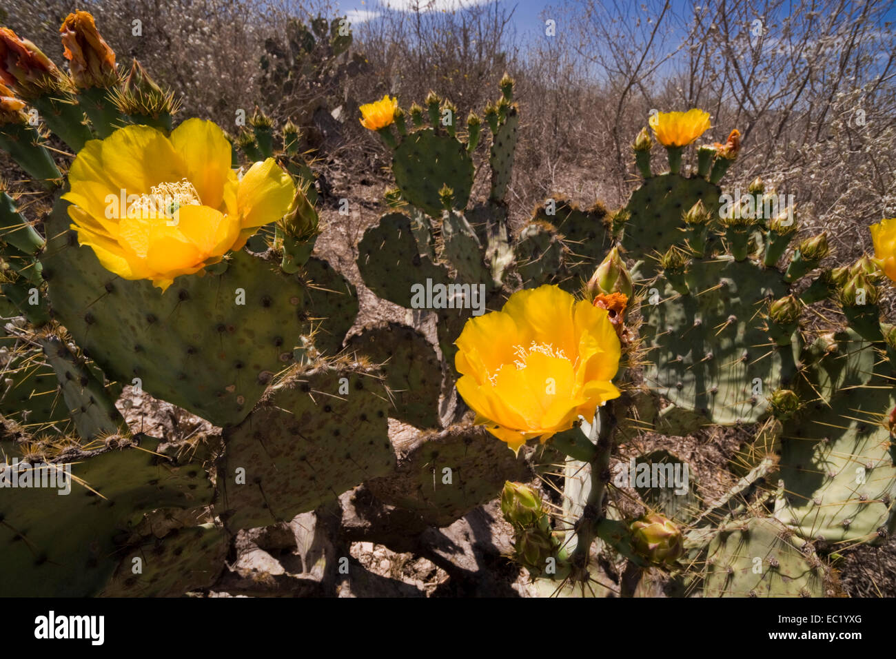 Flowering Prickly Pear Cactus (Opuntia sp.), near Vallecillo, Nuevo ...