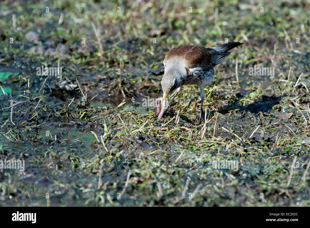 Turdus pilaris, Fieldfare. Park Dubki, Moscow. Russia Wild bird in a ...